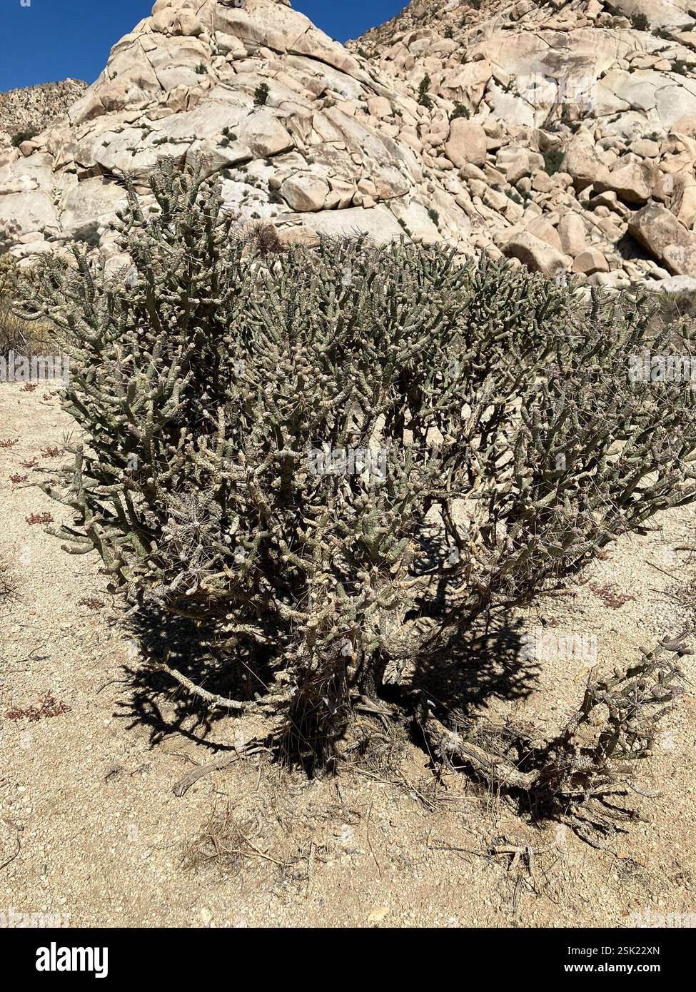 Branched Pencil Cholla (Cylindropuntia ramosissima), Plantae, Sweeney ...