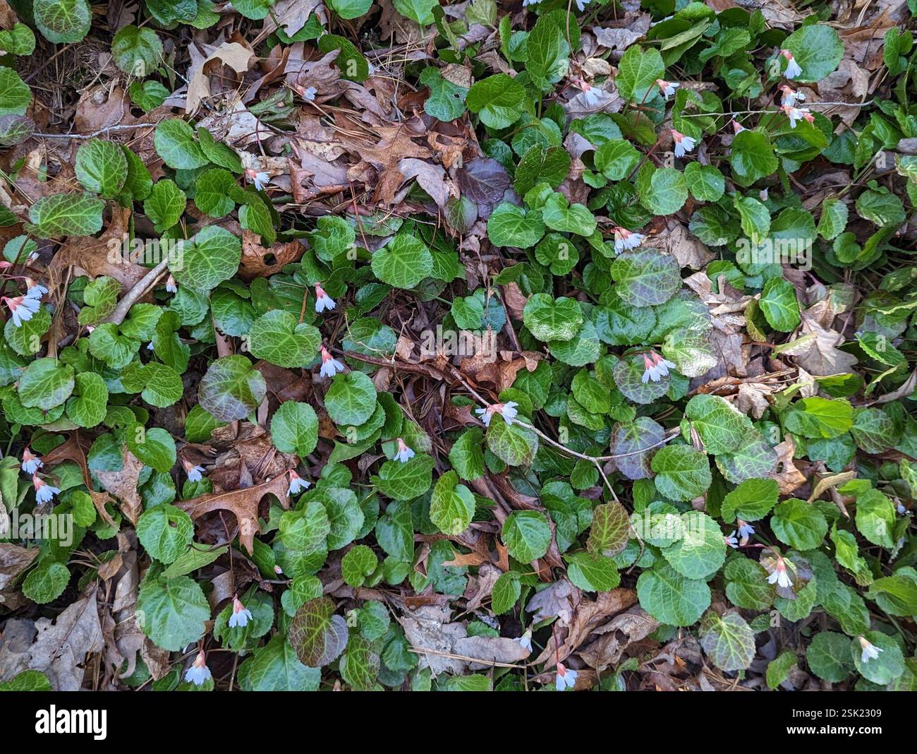 Oconee bells (Shortia galacifolia), Plantae, North Carolina, US Stock ...