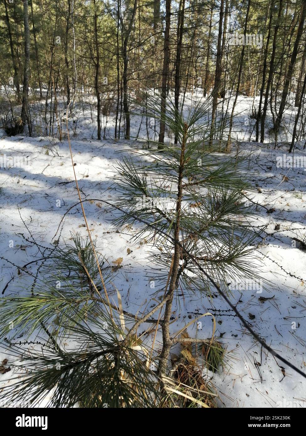Siberian pine (Pinus sibirica), Plantae, Иркутская обл., Россия, 665490 ...