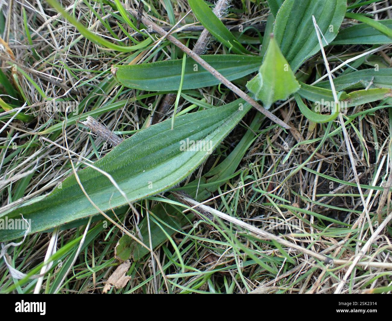 ribwort plantain (Plantago lanceolata), Plantae, Fairfield, Victoria ...