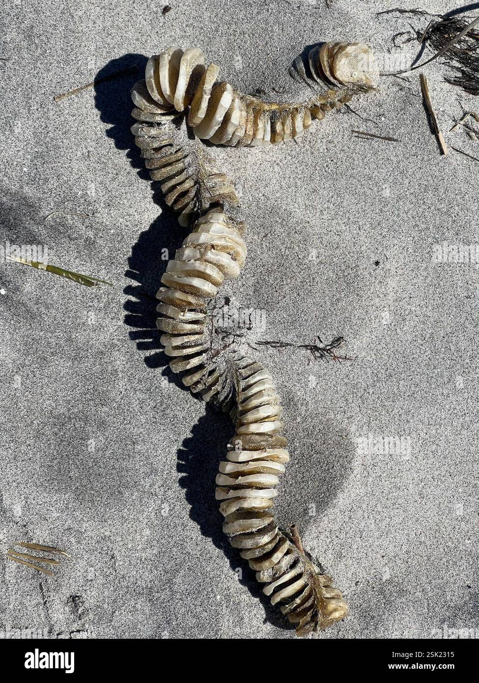 Knobbed Whelk (Busycon carica), Mollusca, Peck Beach, Ocean City, NJ ...