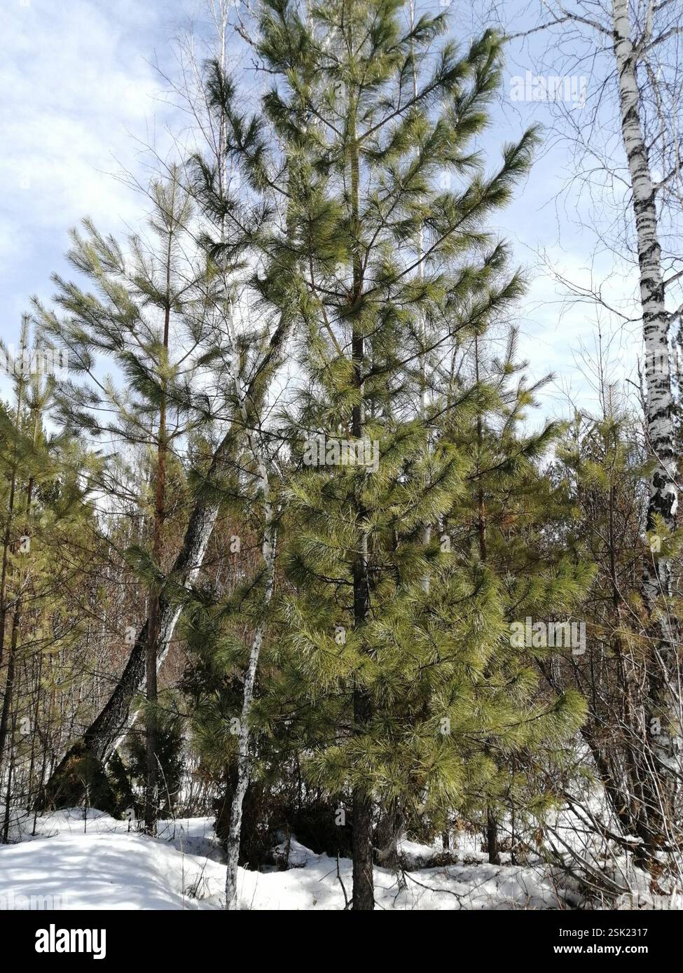 Siberian pine (Pinus sibirica), Plantae, Иркутская обл., Россия, 665490 ...