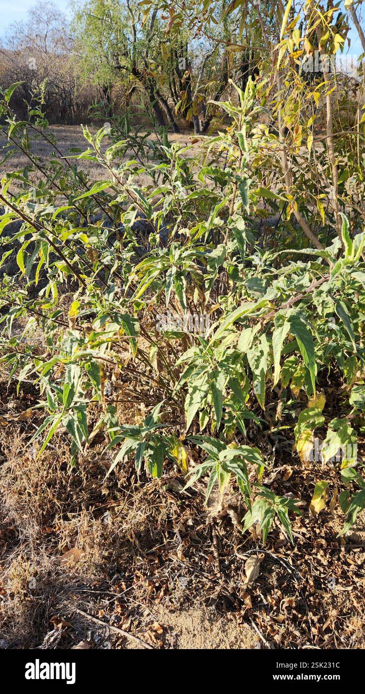 Big Bursage (Ambrosia ambrosioides), Plantae, La Paz, MX-BS, MX Stock ...