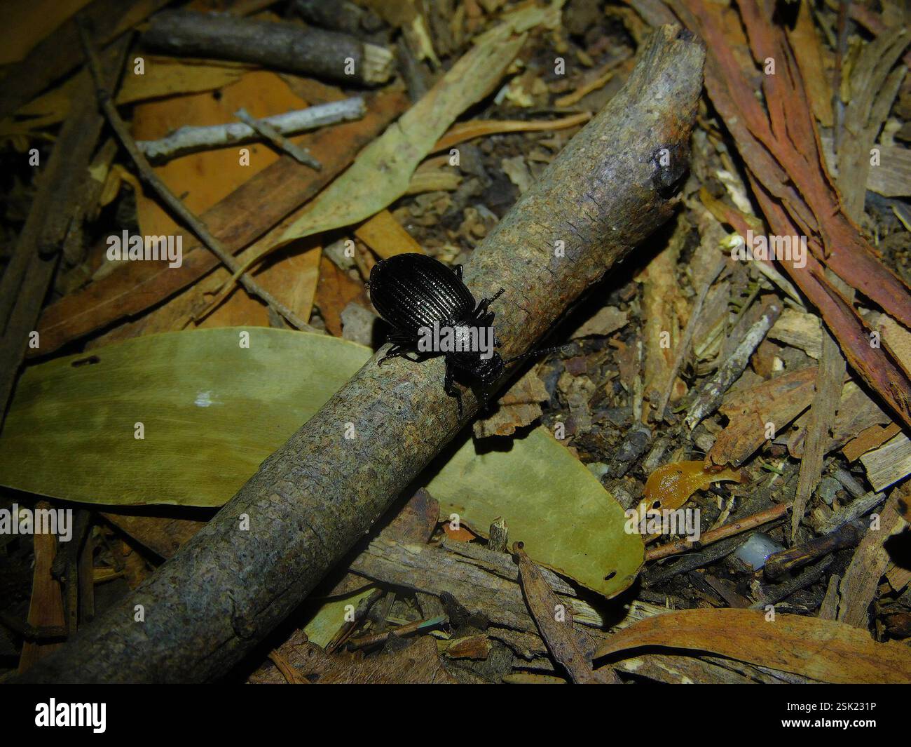 (Adelium), Insecta, Beauty Point TAS 7270, Australia Stock Photo - Alamy
