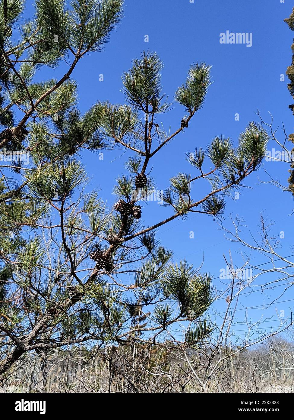 pitch pine (Pinus rigida), Plantae, Warren, RI 02885, USA, 3 foliate ...