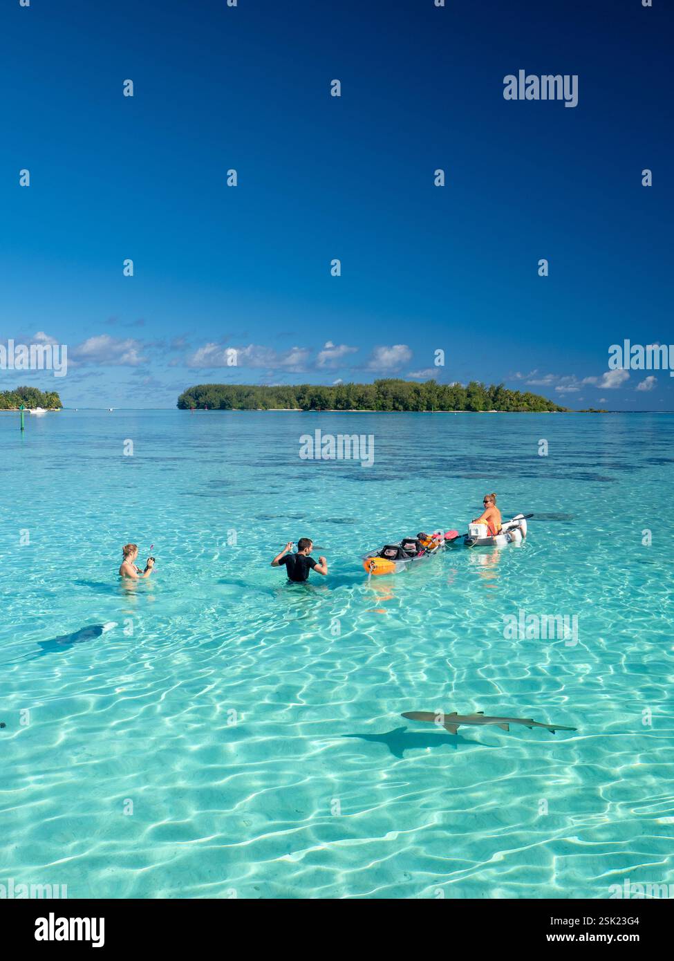 Bora bora swimming with lagoon sharks hi-res stock photography and ...