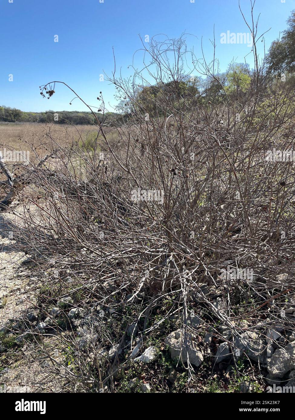 buttonbush (Cephalanthus occidentalis), Plantae, Belton Lake, Moody, TX ...