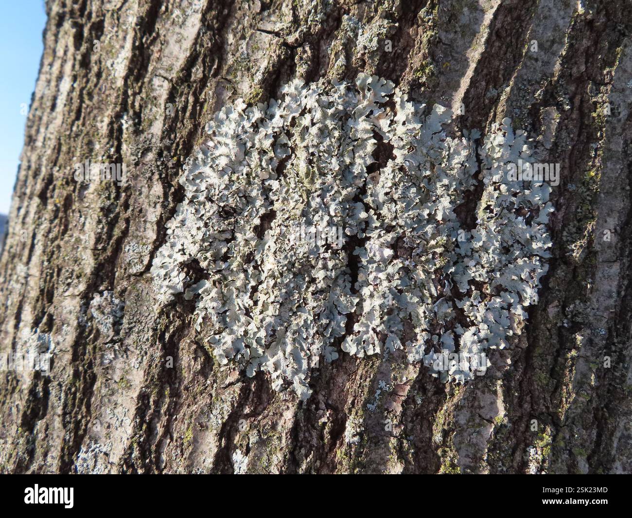 typical shield lichens (Parmelioideae), Fungi, Dane, Wisconsin, United ...