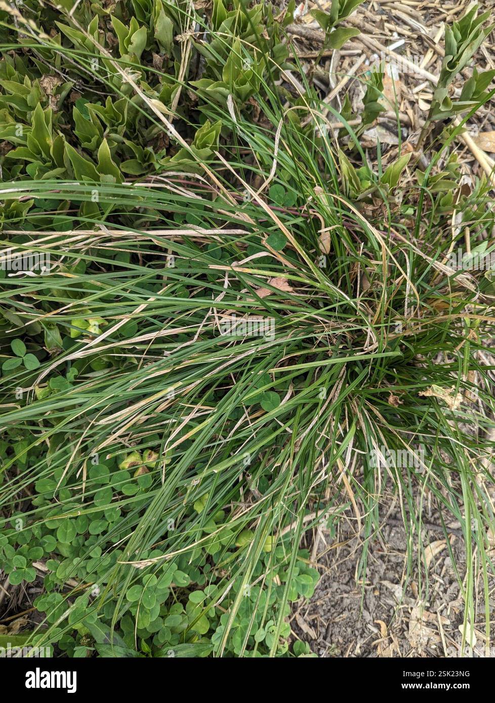 Grey Sedge (Carex divulsa), Plantae, Bundoora VIC 3083, Australia Stock ...