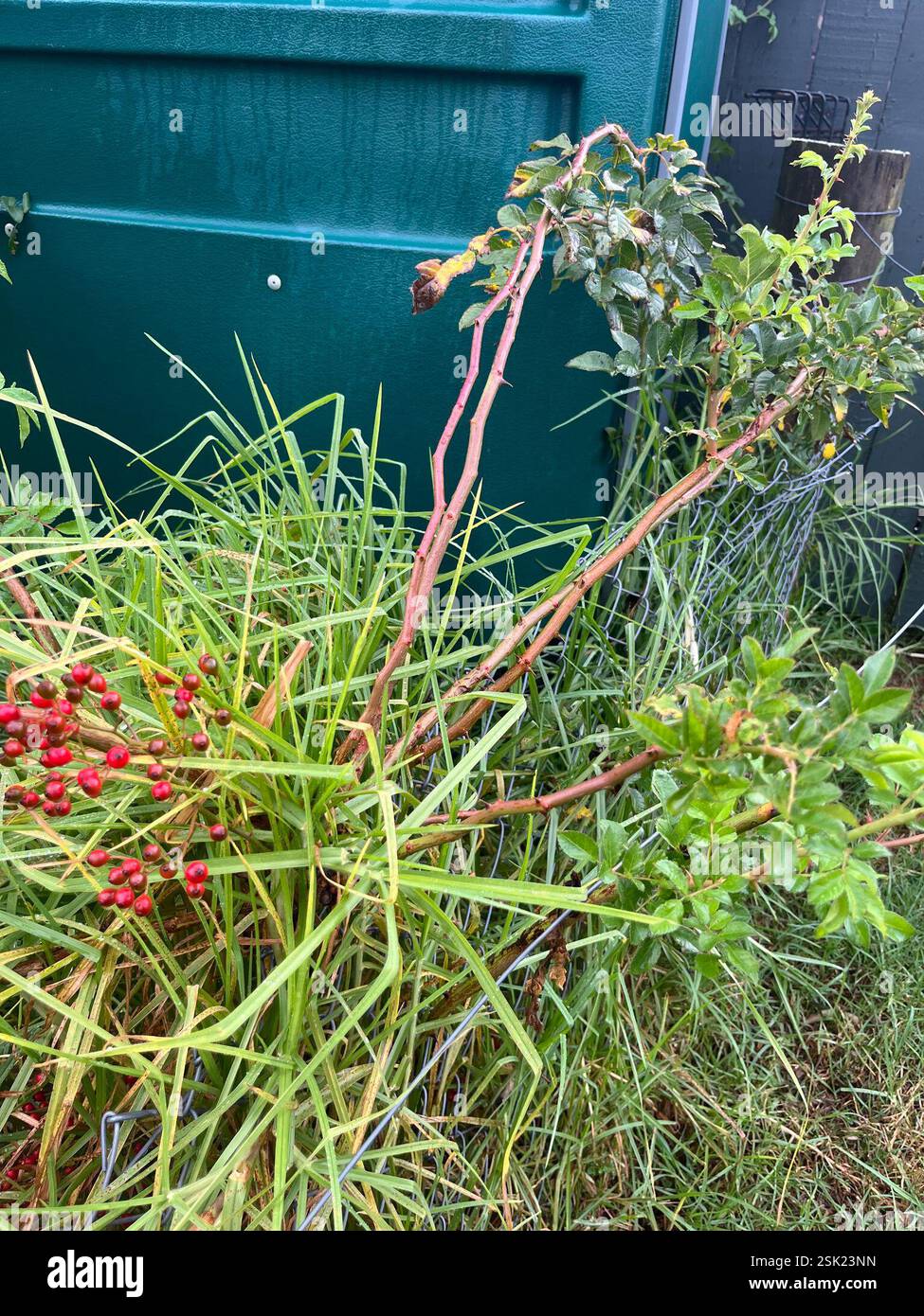roses (Rosa), Plantae, Rollerson Park Community Garden, Papakura ...