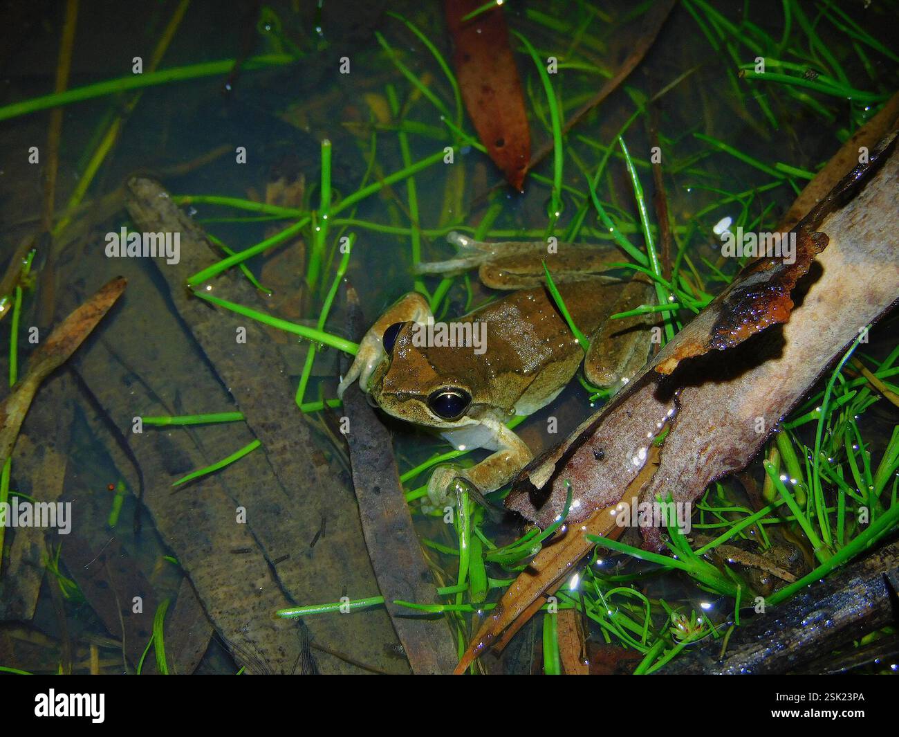 Brown Tree Frog (Litoria ewingii), Amphibia, Hobart TAS, Australia ...