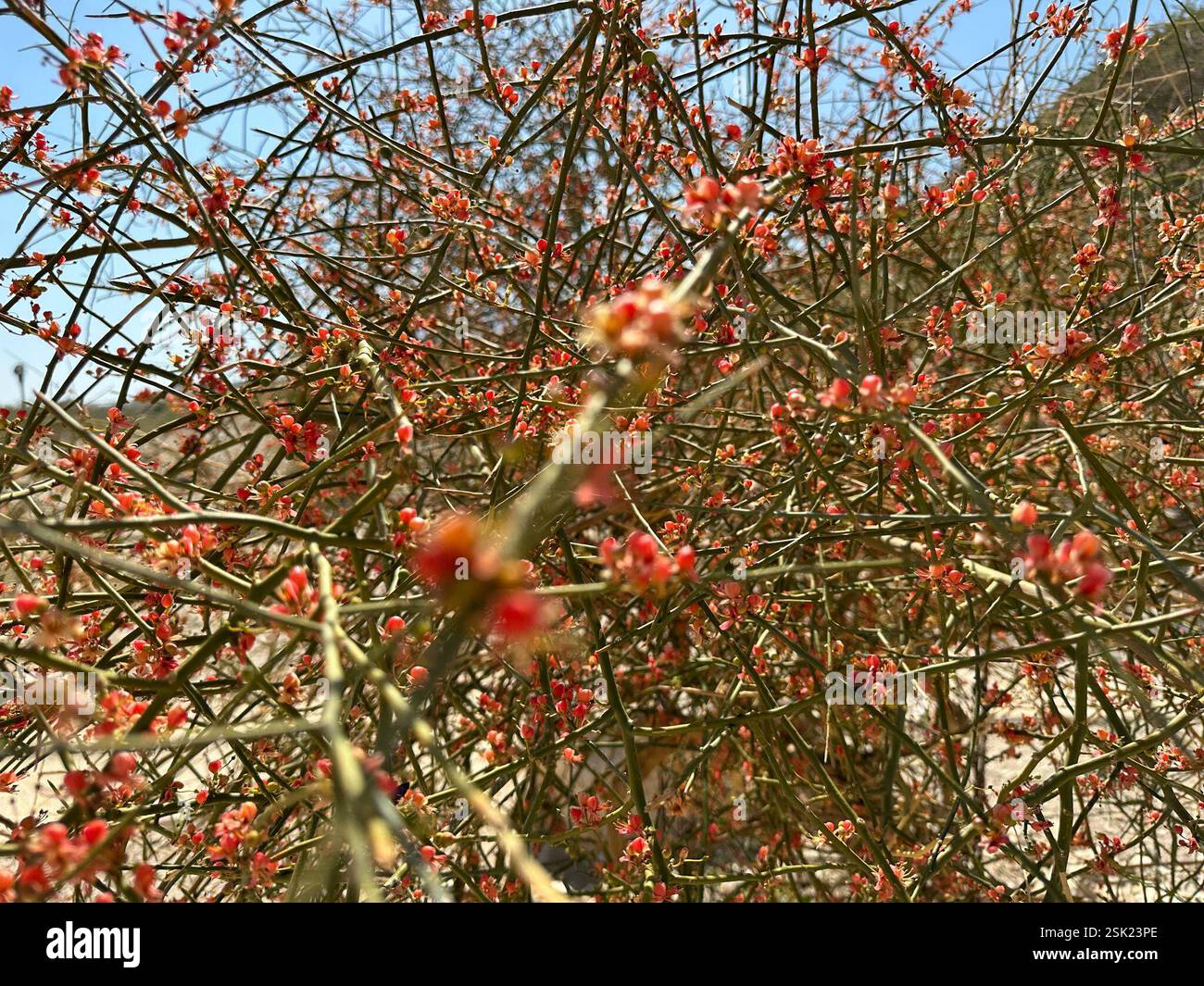 karira (Capparis decidua), Plantae, Israel Stock Photo - Alamy