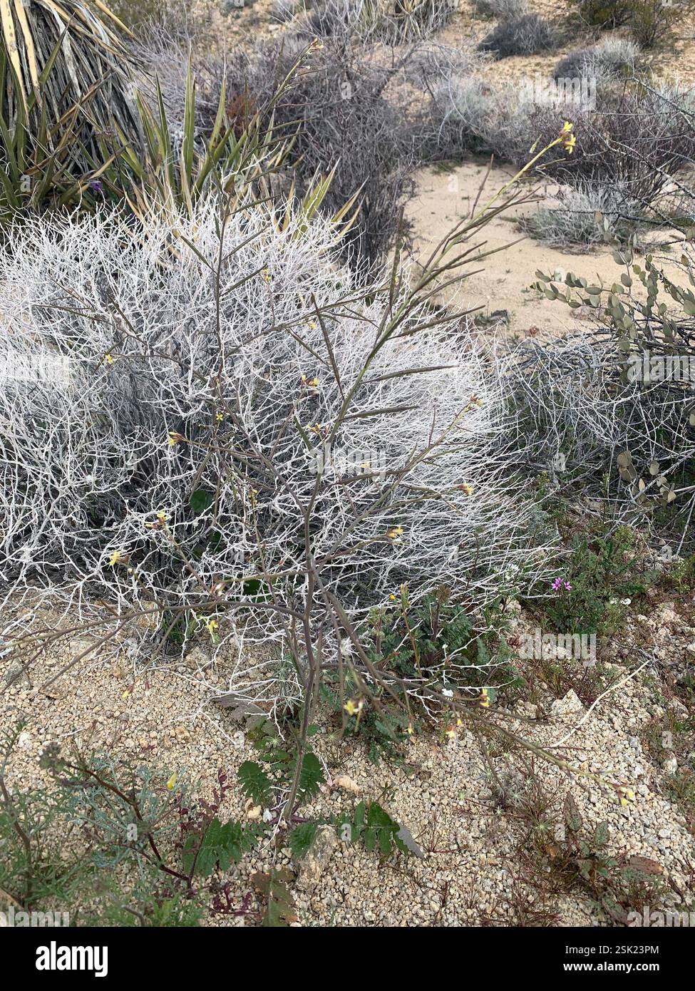 Saharan Mustard (Brassica tournefortii), Plantae, Joshua Tree National ...