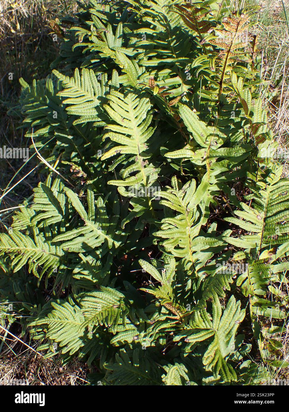 intermediate polypody (Polypodium interjectum), Plantae, Manche, Basse ...