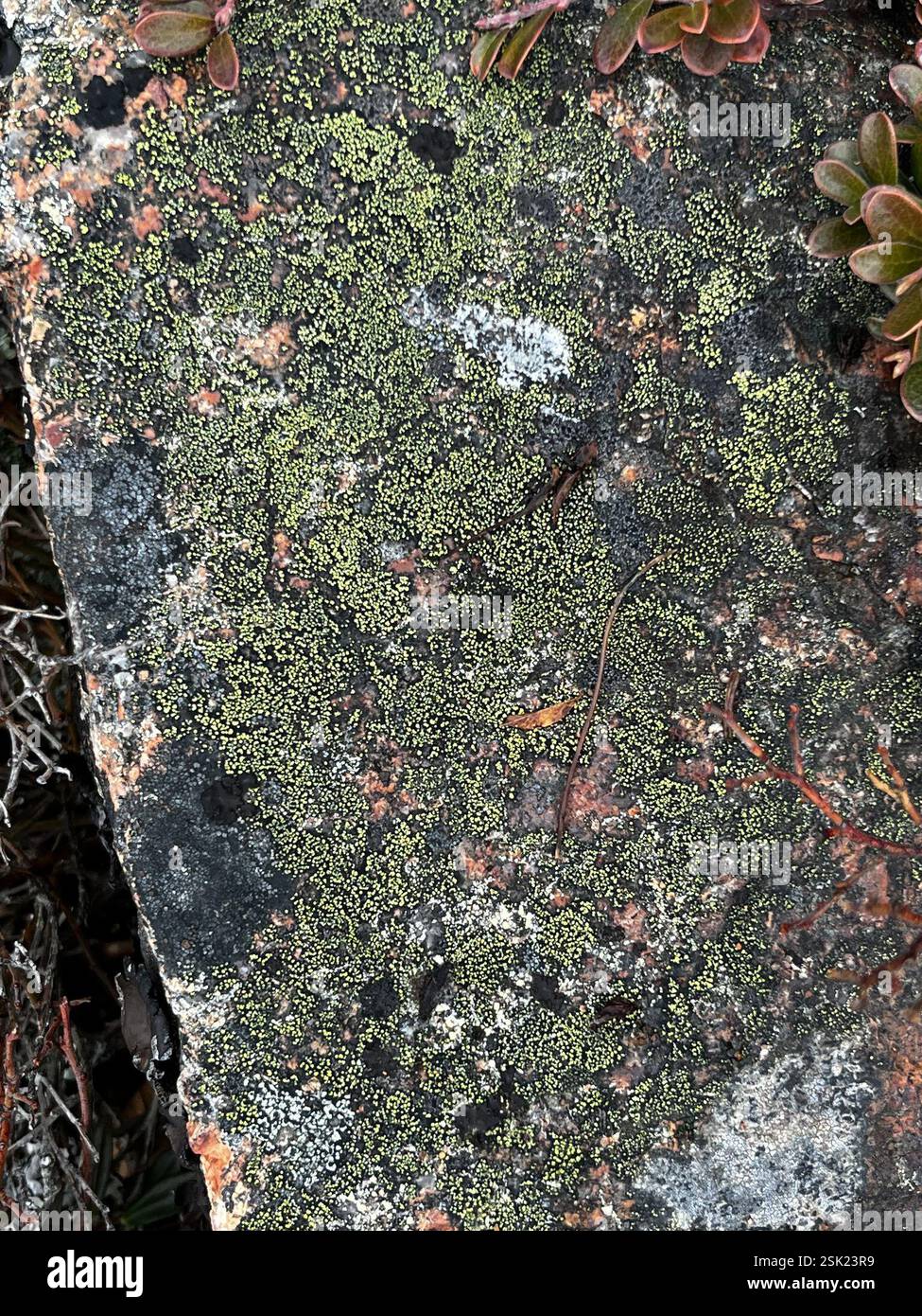 Map Lichens (Rhizocarpon), Fungi, Cape Breton Island, Victoria, NS, CA ...