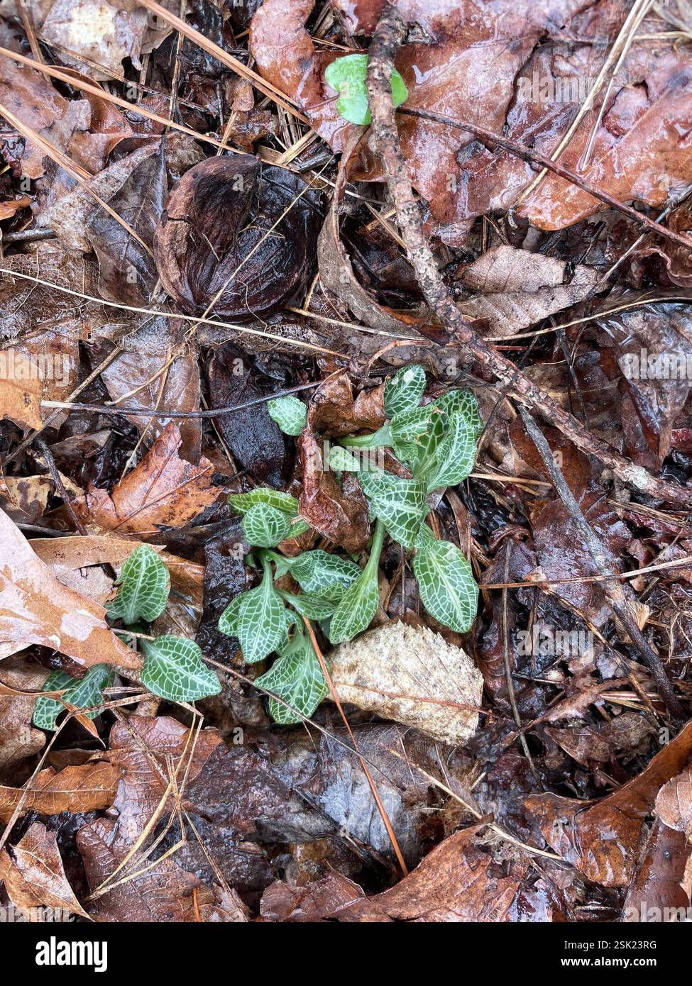 downy rattlesnake plantain (Goodyera pubescens), Plantae, Polkton, NC ...