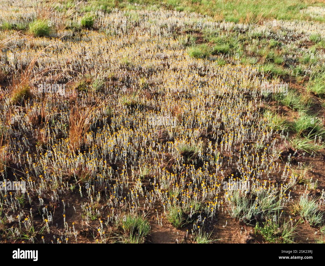 Golden Everlasting (Helichrysum aureonitens), Plantae, uThukela ...
