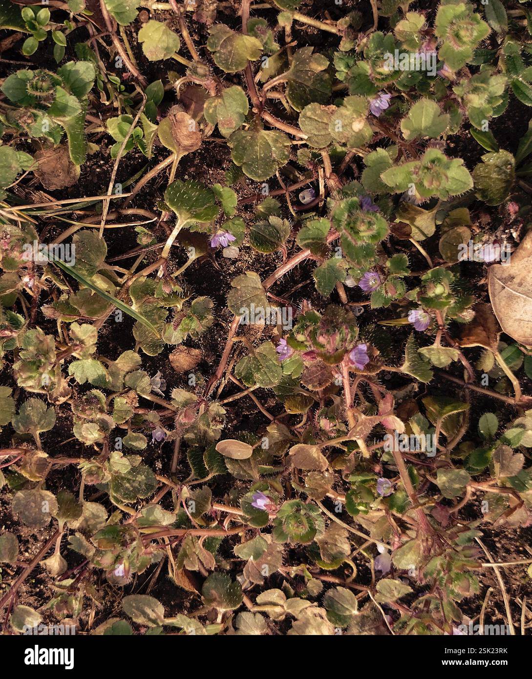 Ivy-leaved Speedwell (Veronica hederifolia), Plantae, Oliwa, Gdańsk ...
