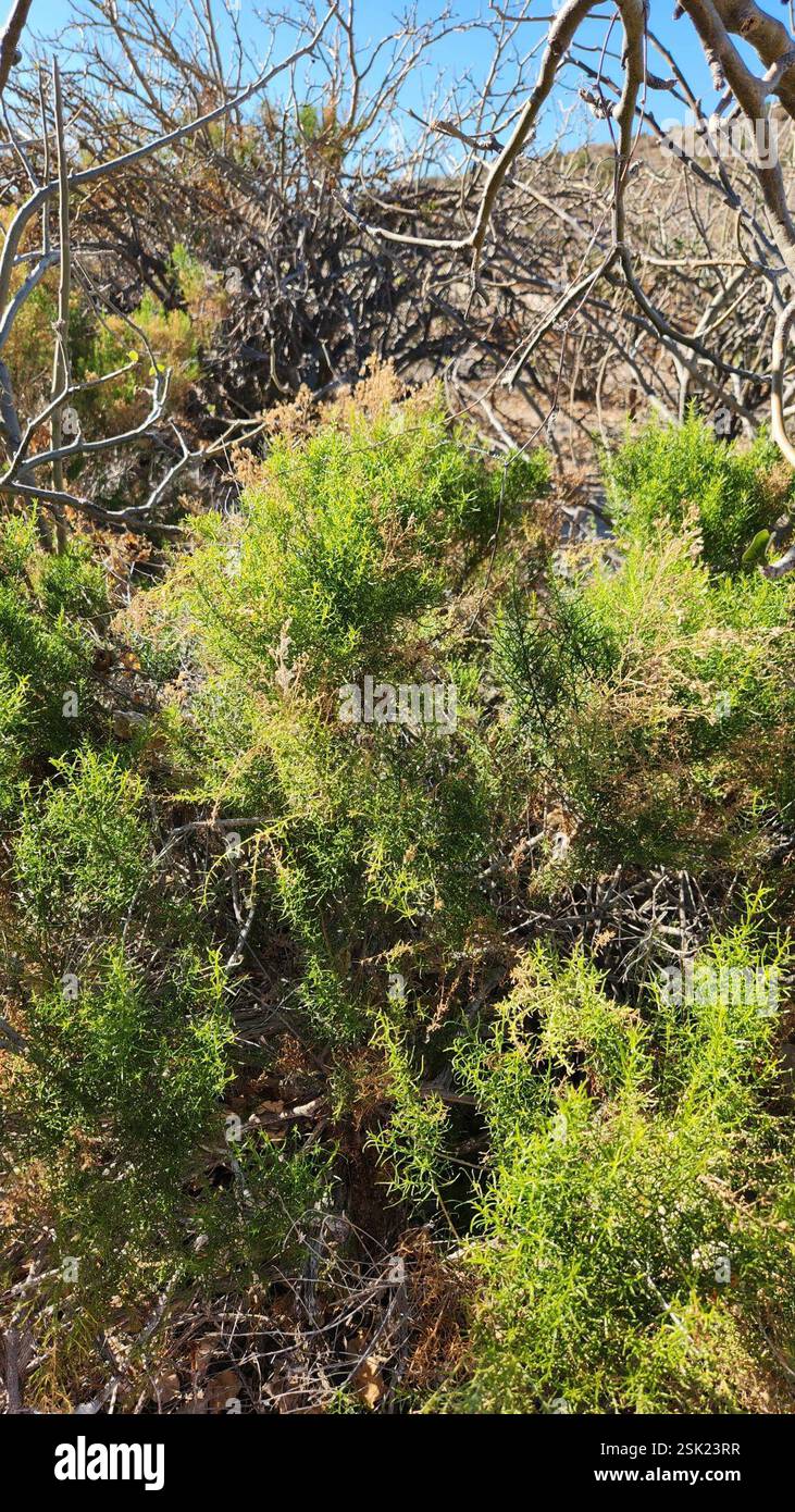 Sonoran Goldenbush (Xylothamia diffusa), Plantae, La Paz, MX-BS, MX ...