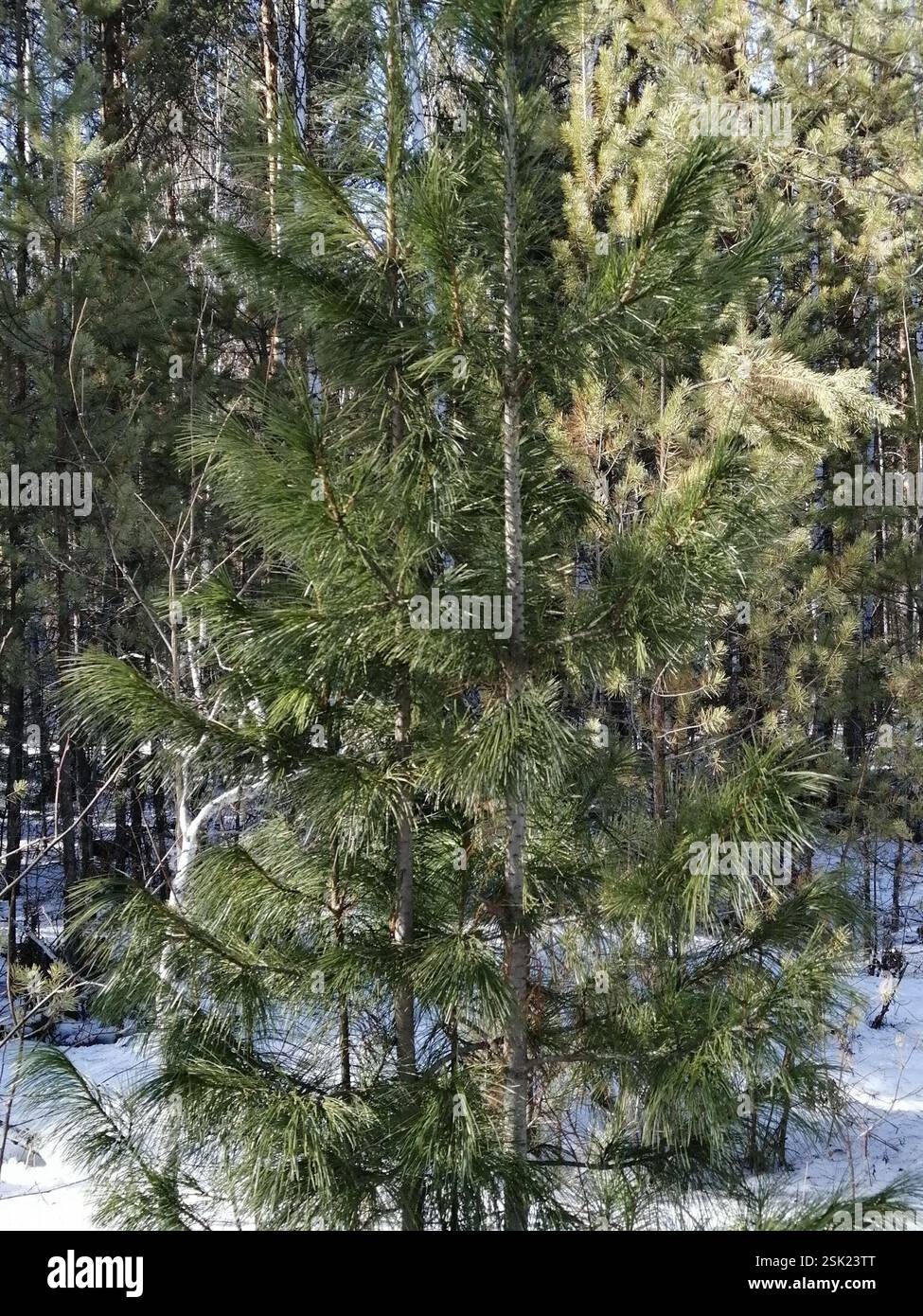 Siberian pine (Pinus sibirica), Plantae, Иркутская обл., Россия, 665490 ...