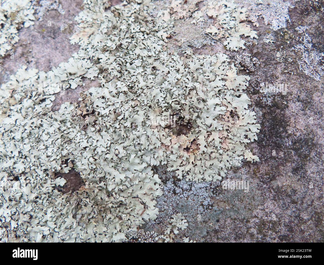 rock shield lichens (Xanthoparmelia), Fungi, Devil's Lake State Park ...