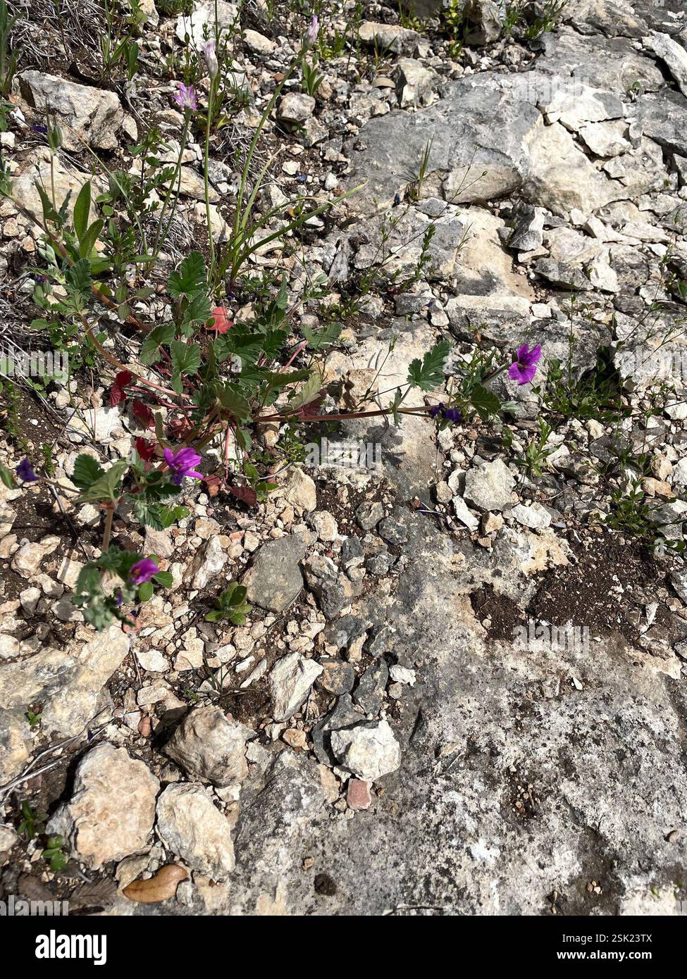 Texas stork's bill (Erodium texanum), Plantae, Temple, TX, US Stock ...