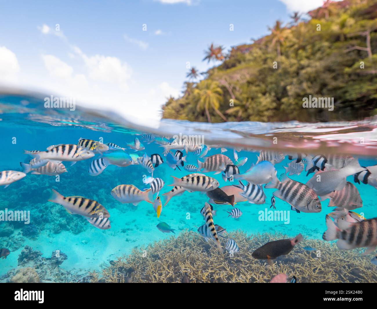 School fish group french hi-res stock photography and images - Alamy