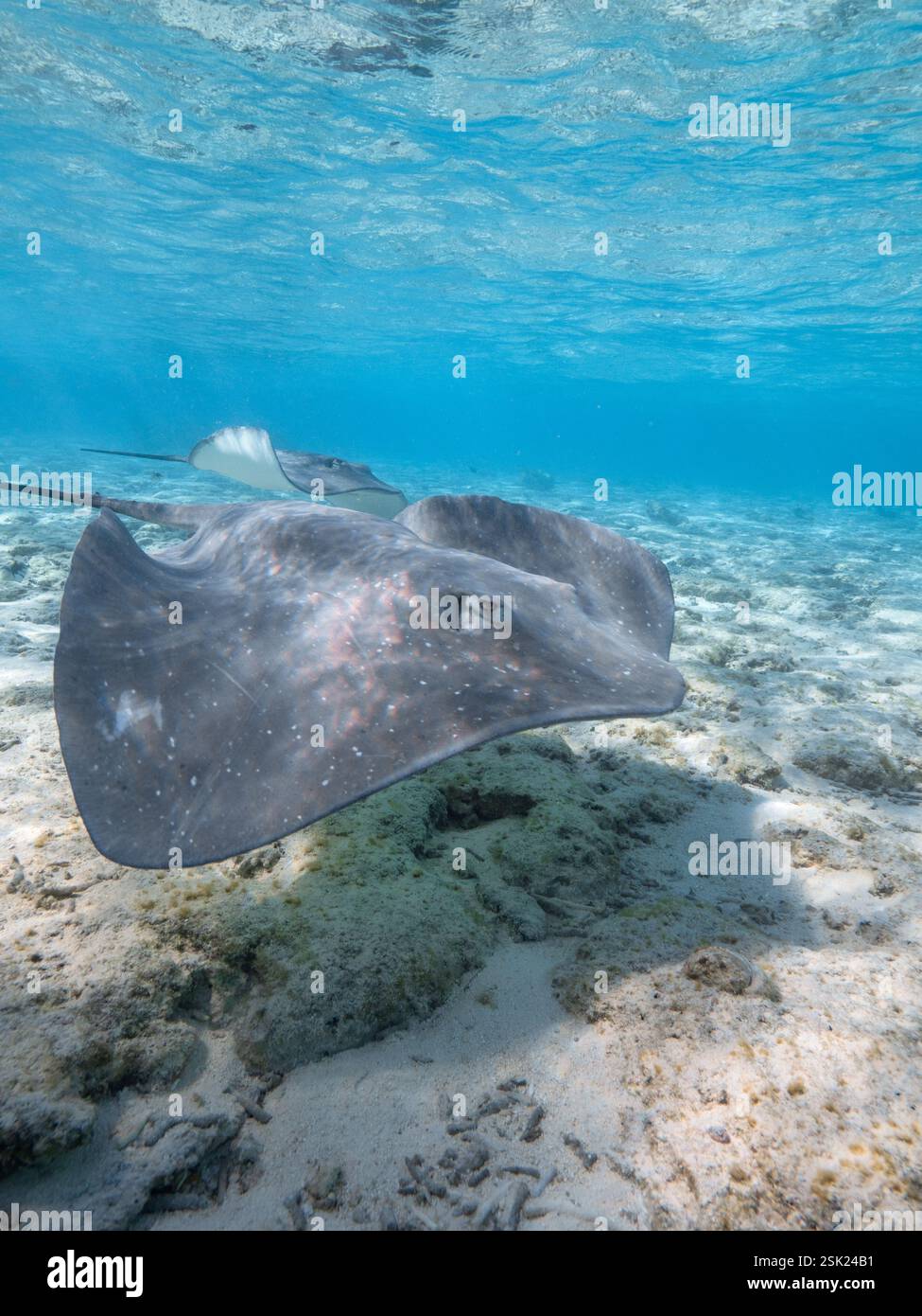Bora bora reef fish hi-res stock photography and images - Alamy