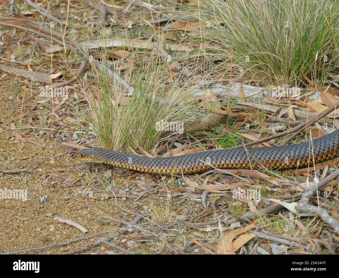 Lowlands Copperhead (Austrelaps superbus), Reptilia, Hobart TAS ...