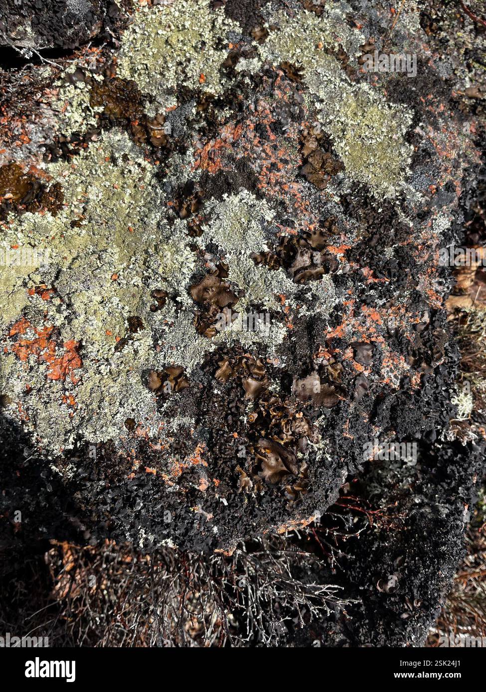Petalled Rocktripe Lichen (Umbilicaria polyphylla), Fungi, Cape Breton ...