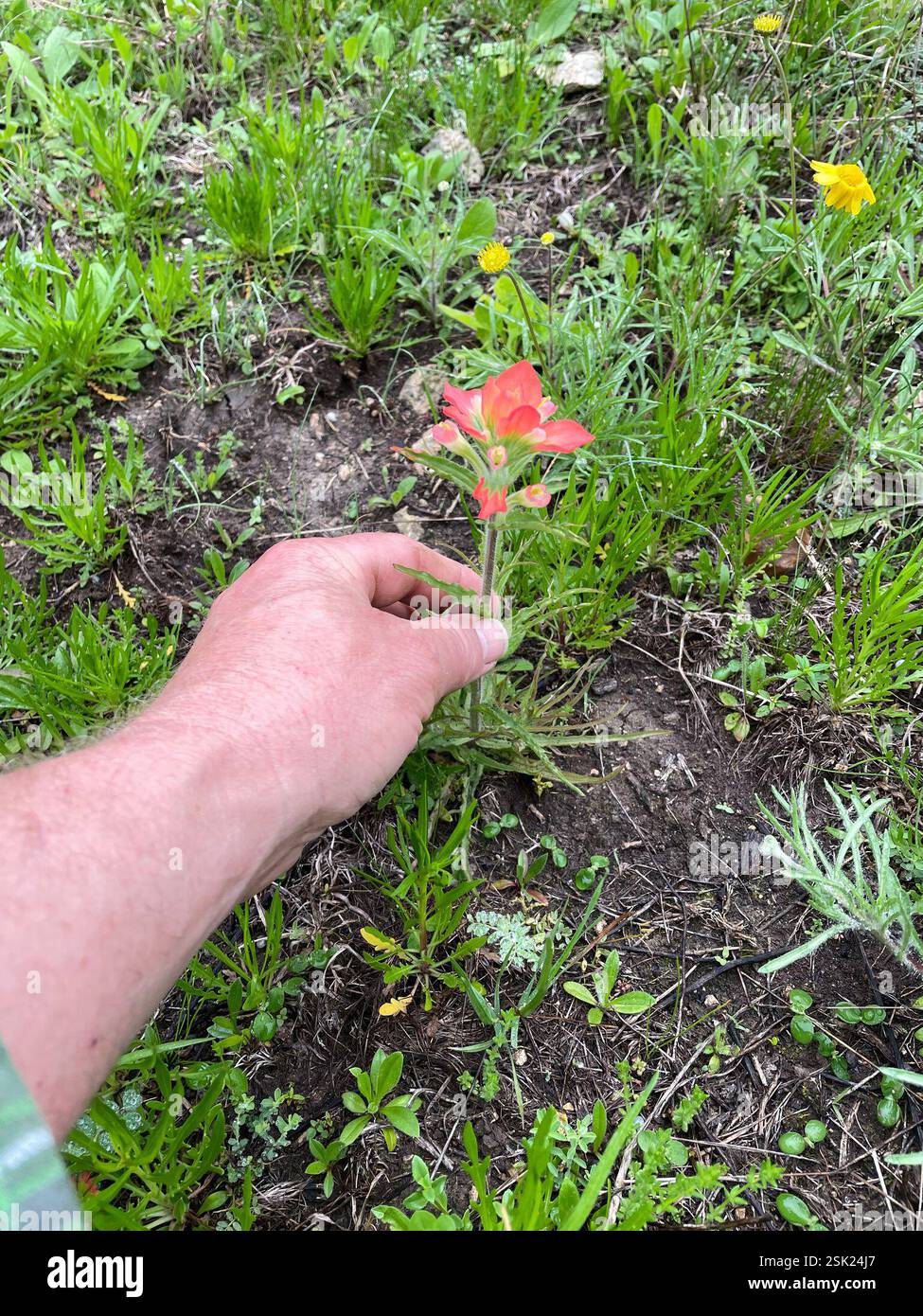 Texas Paintbrush (Castilleja indivisa), Plantae, Temple, TX, US Stock ...