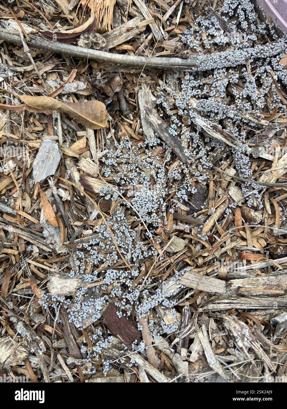 true slime molds (Myxomycetes), Protozoa, Waterfront Dr, Los Angeles ...