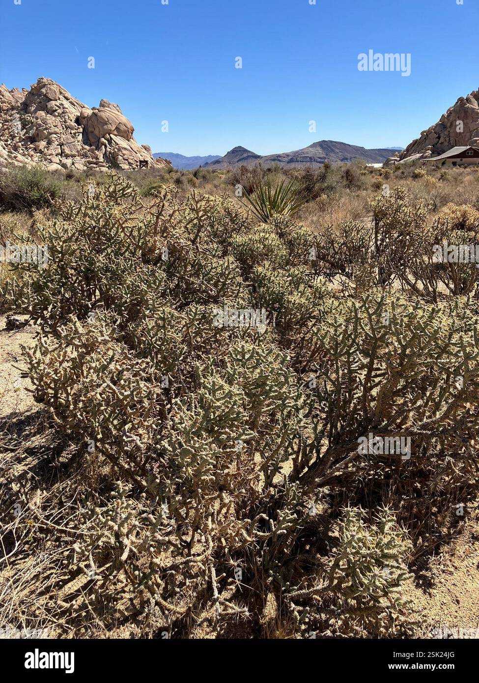 Branched Pencil Cholla (Cylindropuntia ramosissima), Plantae, Sweeney ...