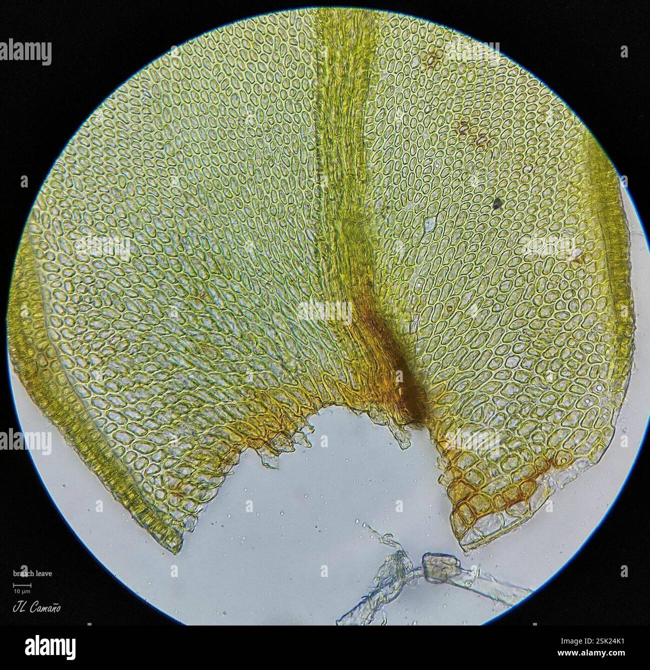 Lateral Cryphaea (Cryphaea heteromalla), Plantae, Ourense, España, On ...