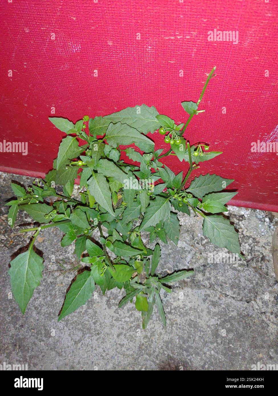 American black nightshade (Solanum americanum), Plantae, Guting Station ...