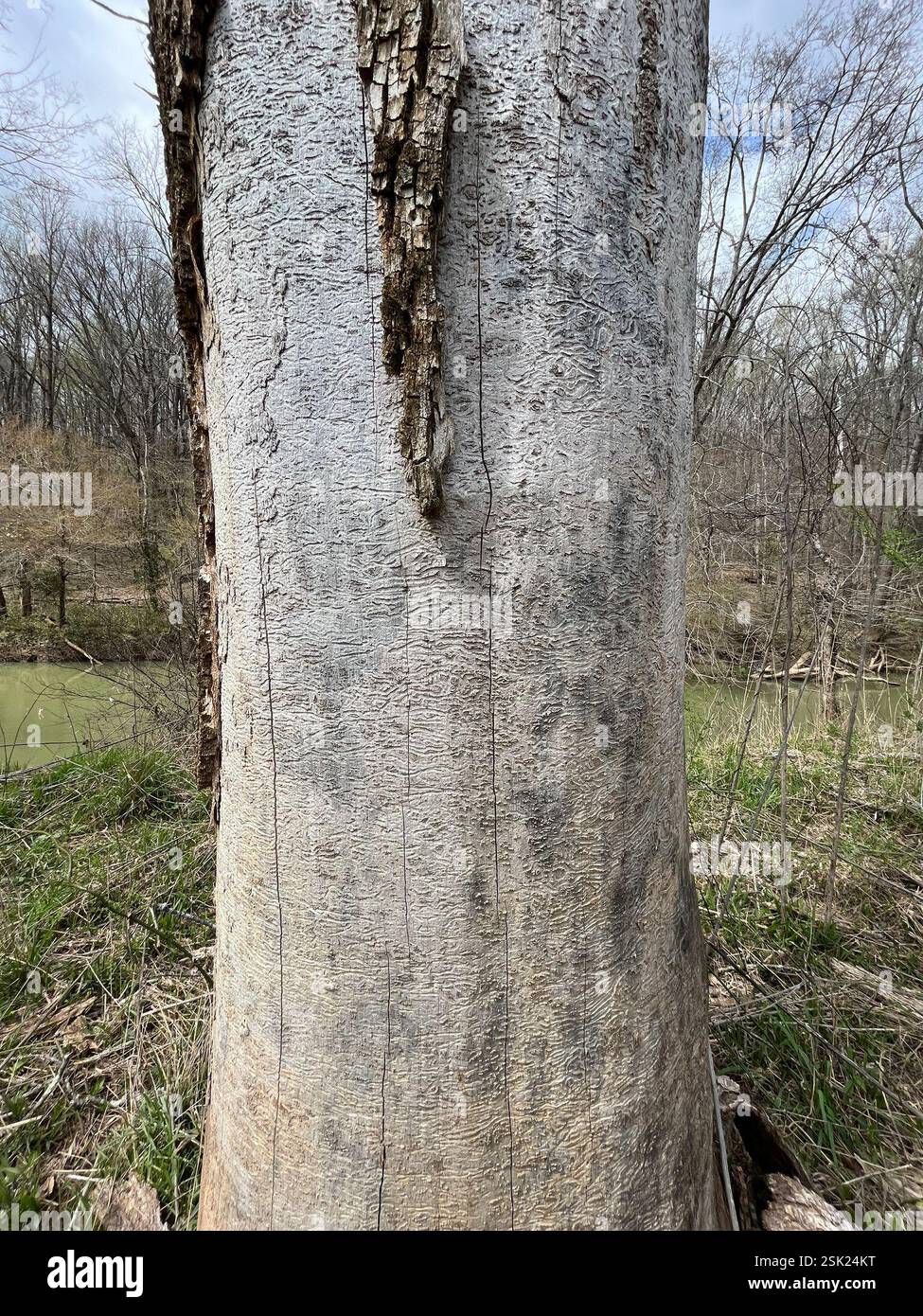 Emerald Ash Borer (Agrilus planipennis), Insecta, Garden Rd ...