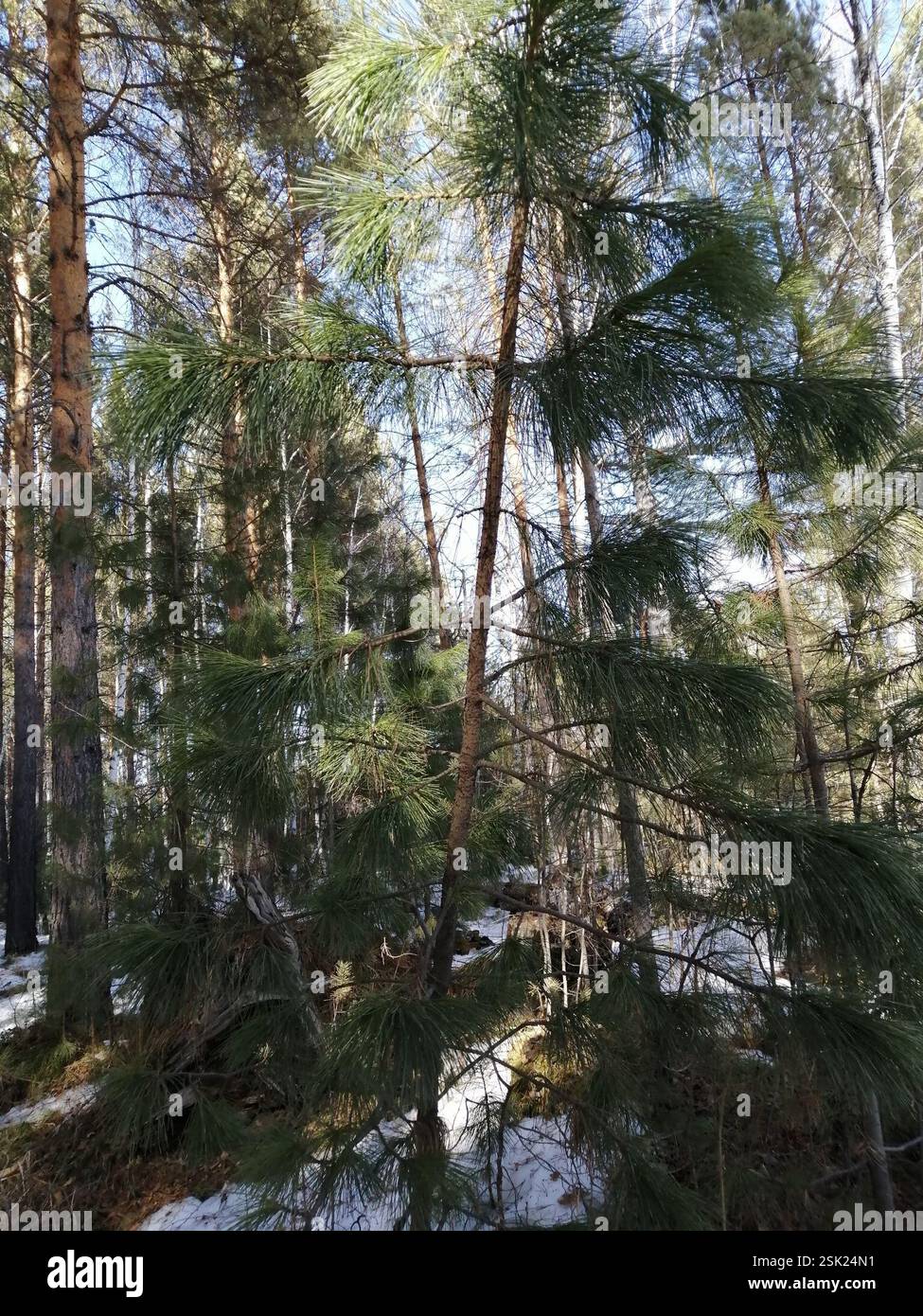 Siberian pine (Pinus sibirica), Plantae, Иркутская обл., Россия, 665490 ...