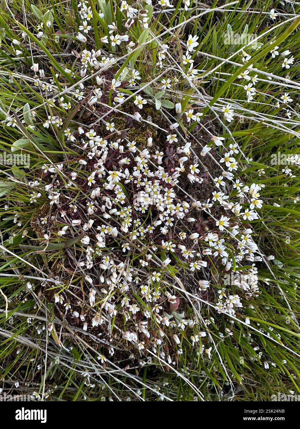 Common Whitlowgrass (Draba verna), Plantae, Columbia River Gorge ...