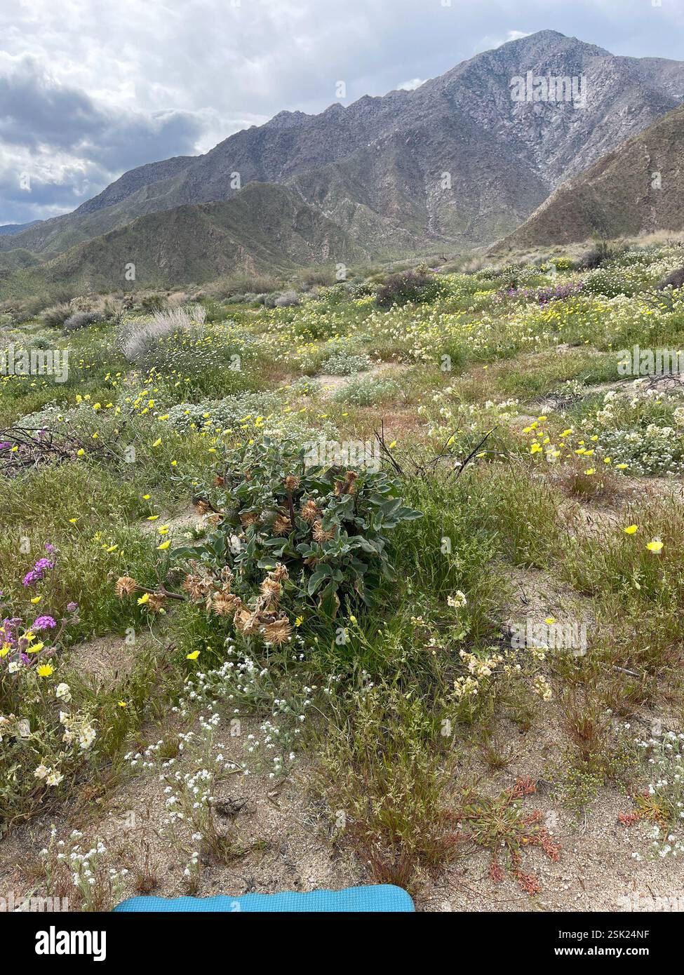 desert thorn-apple (Datura discolor), Plantae, Ocotillo Cir, Borrego ...