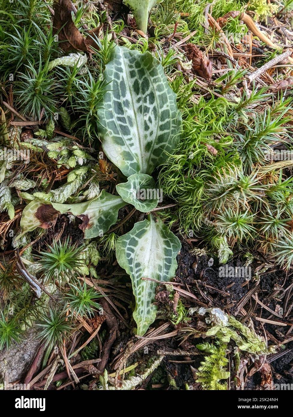 Western Rattlesnake Plantain (Goodyera oblongifolia), Plantae, 8PMR+3X ...