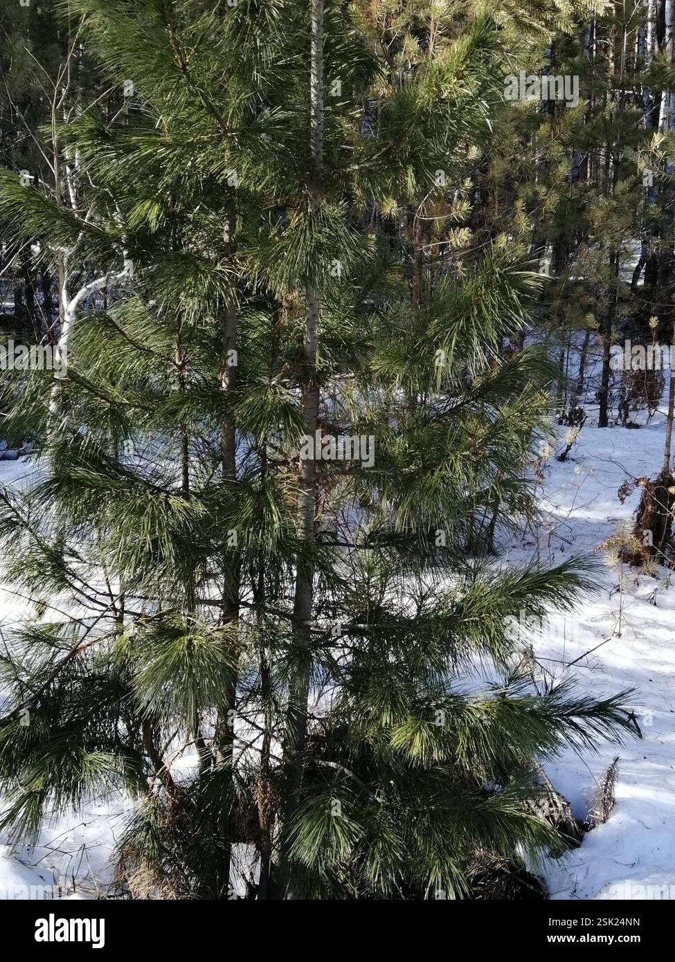 Siberian pine (Pinus sibirica), Plantae, Иркутская обл., Россия, 665490 ...