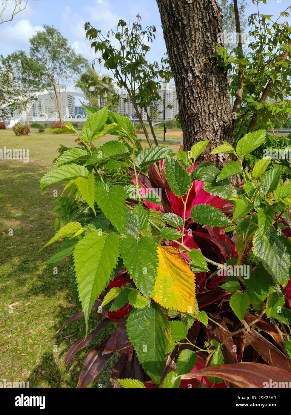 Korean mulberry (Morus indica), Plantae, 231, Taiwan, 新北市新店區安和里 Stock ...