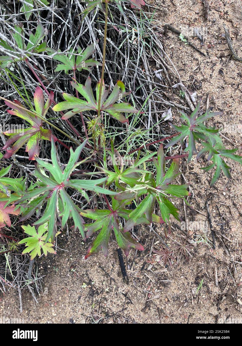 Scarlet Larkspur (Delphinium cardinale), Plantae, Los Penasquitos ...