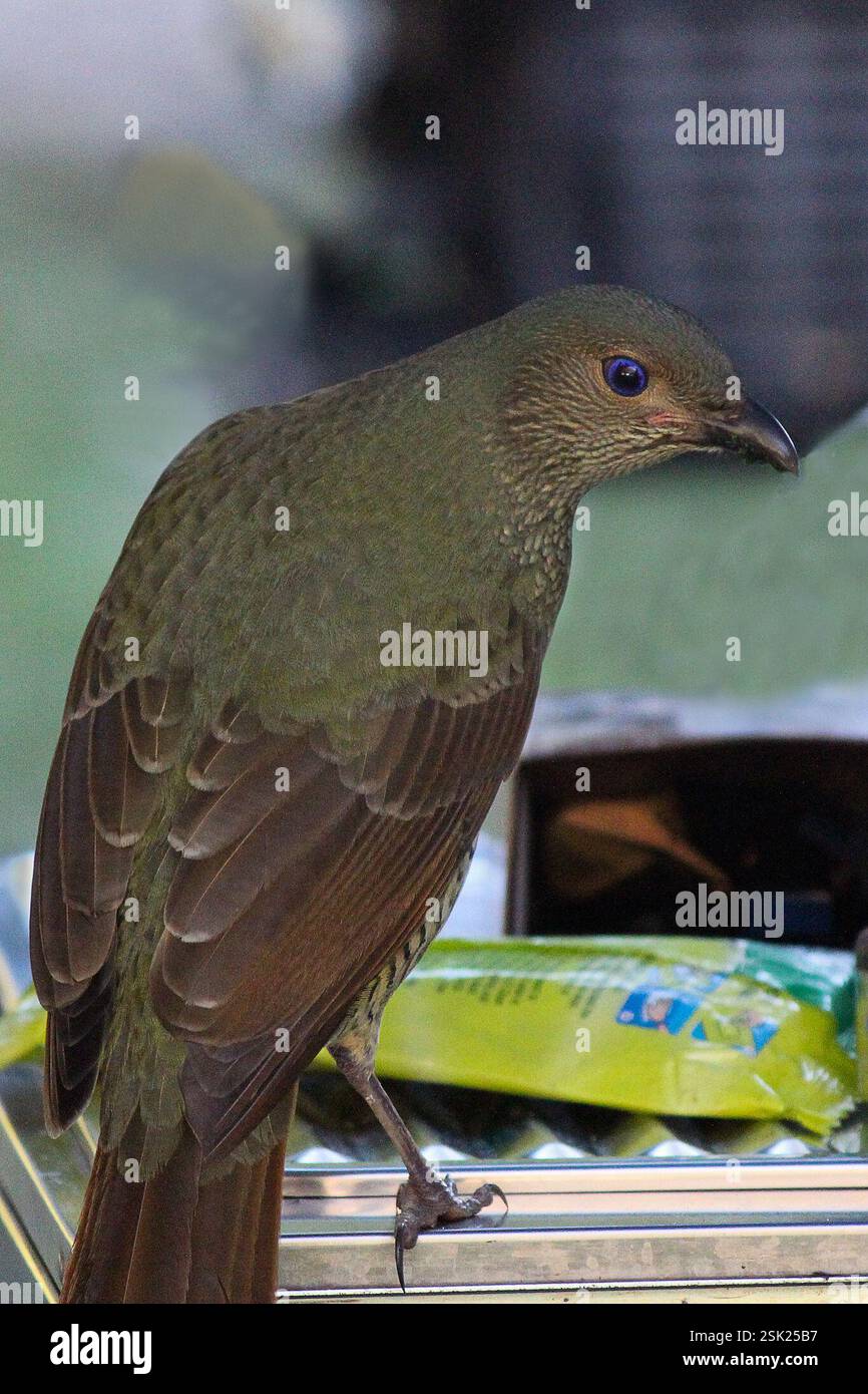 Satin Bowerbird (Ptilonorhynchus violaceus), Aves, Queen Mary Falls Caravan Park, Killarney QLD ...