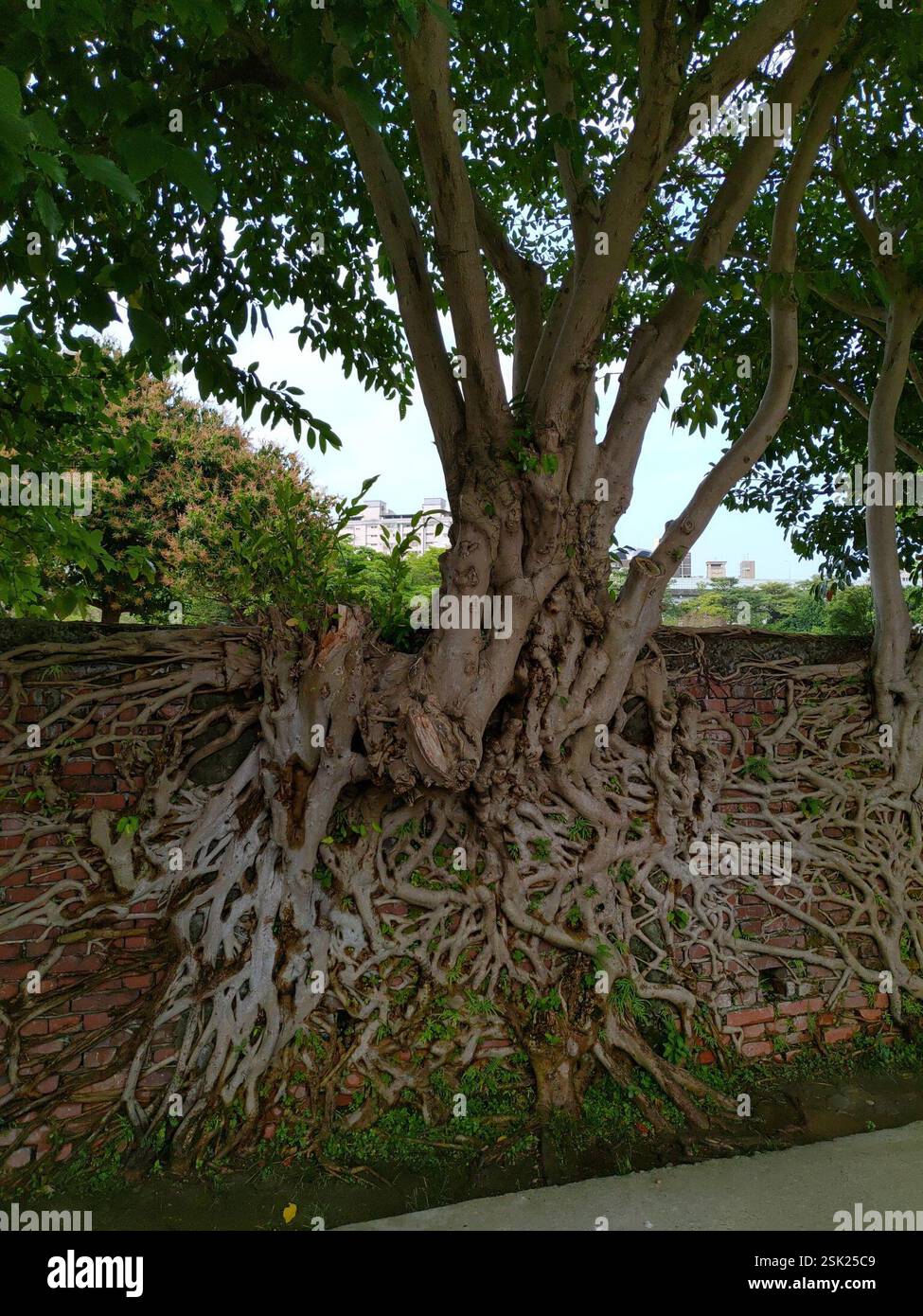 figwood (Ficus virgata), Plantae, 100, Taiwan, 台北市中正區梅花里 Stock Photo ...