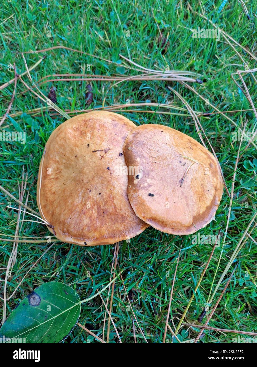 Purple-veiled Slippery Jack (Suillus luteus), Fungi, Invercargill, NZ ...