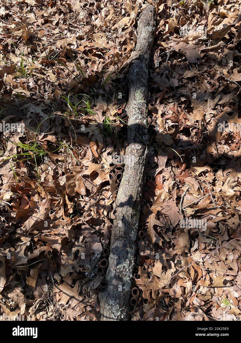 devil's urn (Urnula craterium), Fungi, FM-409, Telephone, TX, US Stock ...