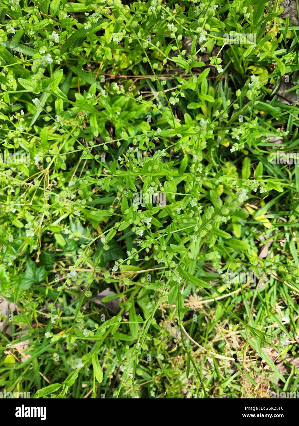 Forget-me-nots (Myosotis), Plantae, Texas, US Stock Photo - Alamy