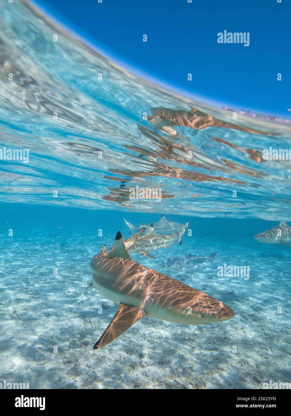Swimming with reef sharks and stingrays at Bora Bora Stock Photo - Alamy