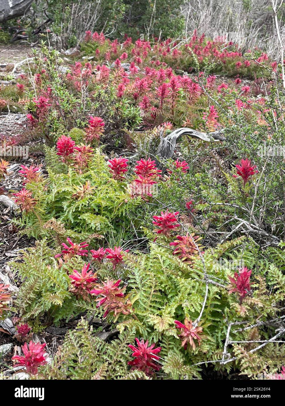 Warrior's Plume (Pedicularis densiflora), Plantae, Fort Ord National ...